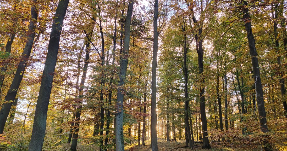 Wald | Stadt Nidderau